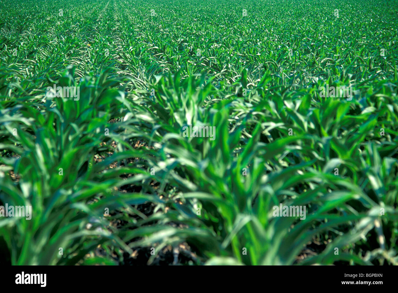Corn stretches into the distance Stock Photo - Alamy