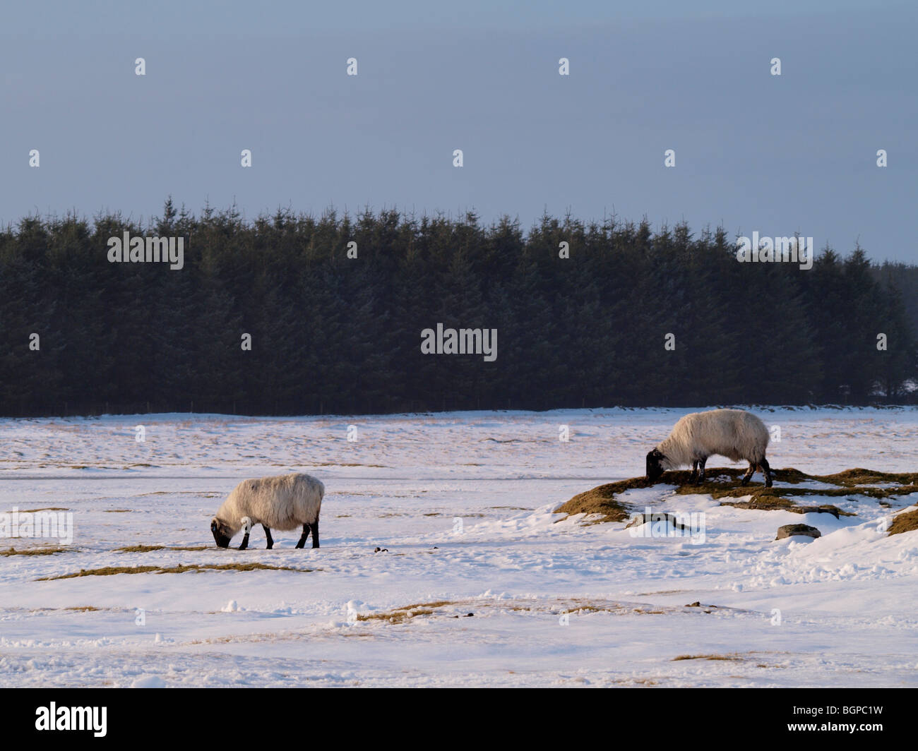 Snowy sheep face hi-res stock photography and images - Alamy