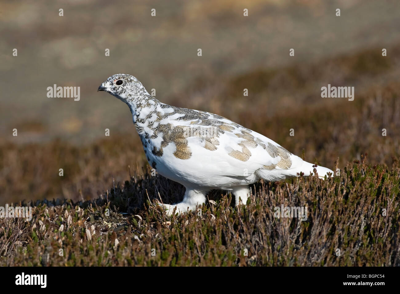 White tailed ptarmigan winter hi-res stock photography and images - Alamy