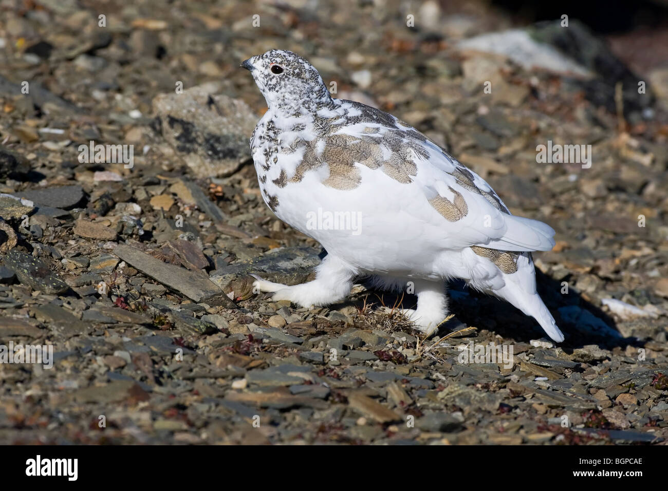 White tailed ptarmigan winter hi-res stock photography and images - Alamy