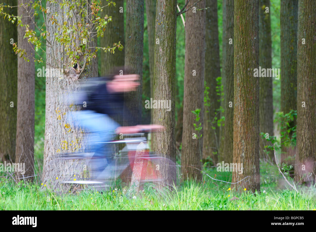 Biker cycles along forest, Belgium Stock Photo - Alamy