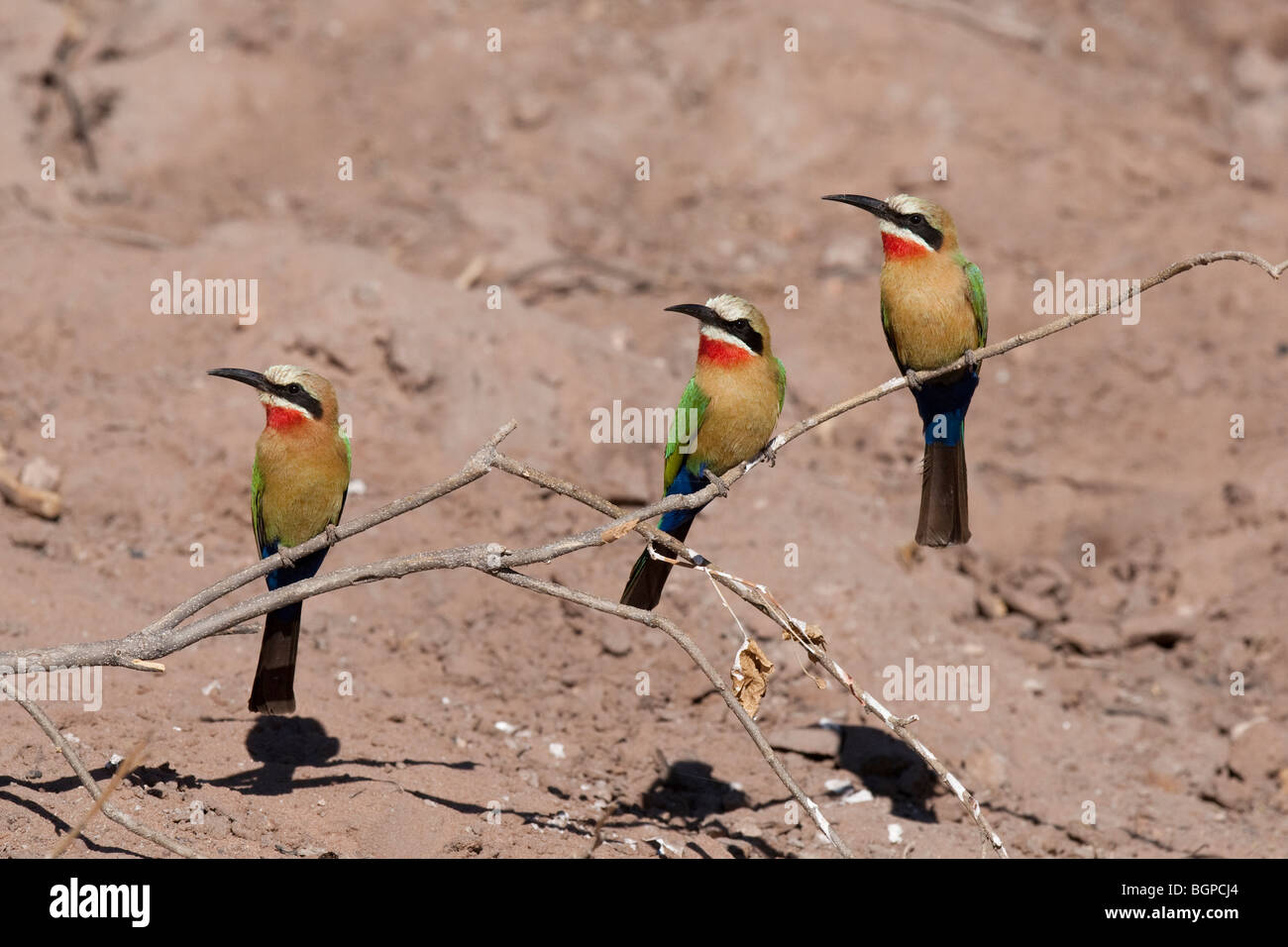 white-fronted bee-eater (Merops bullockoides), Botswana, June 2009 ...