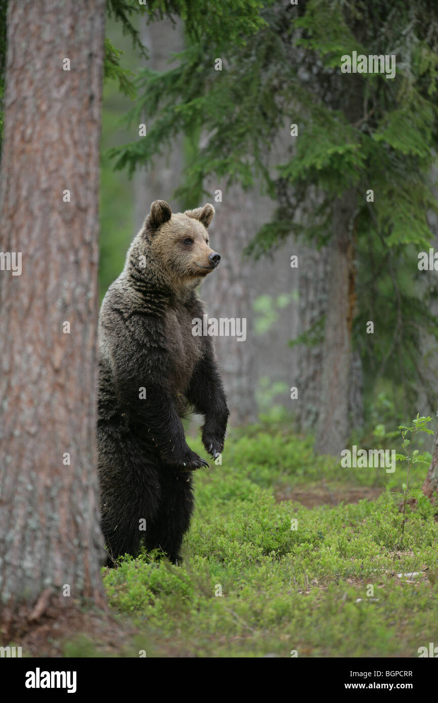 Brown bear standing up hi-res stock photography and images - Alamy