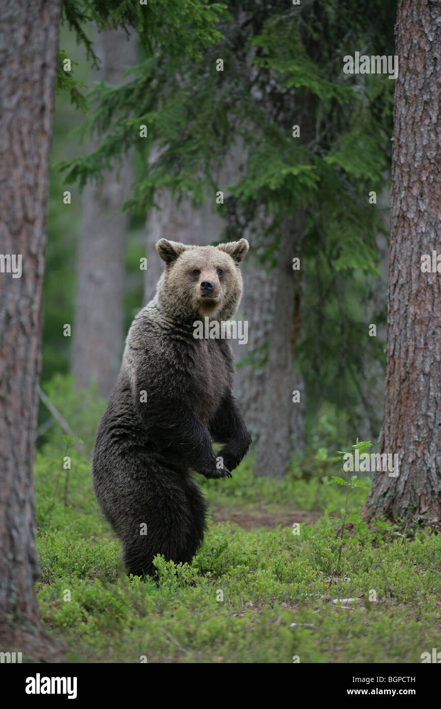 Brown bear standing up hi-res stock photography and images - Alamy