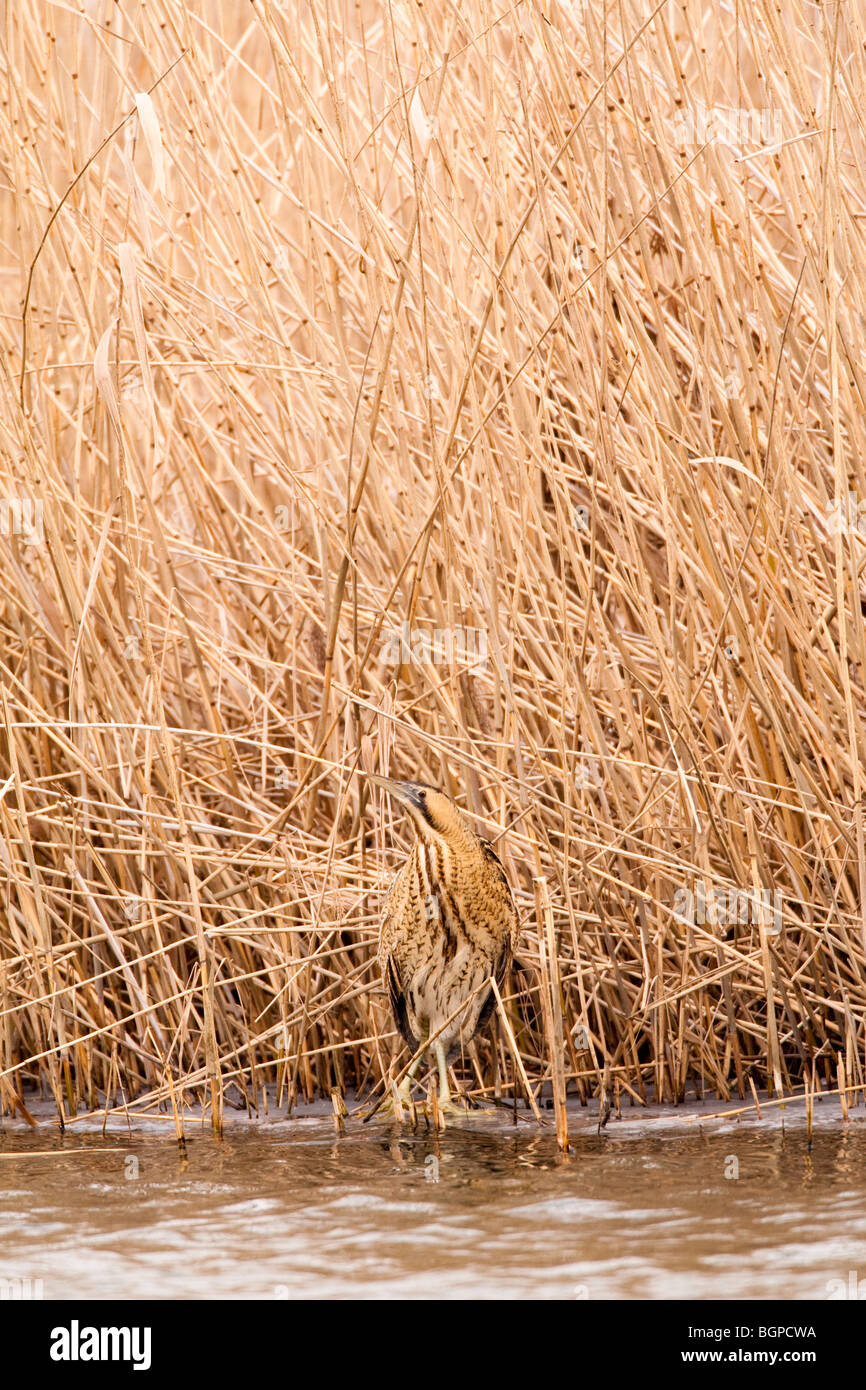 Bittern uk hi-res stock photography and images - Alamy