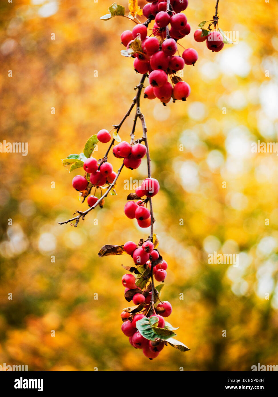The fruit quince on a tree Stock Photo - Alamy