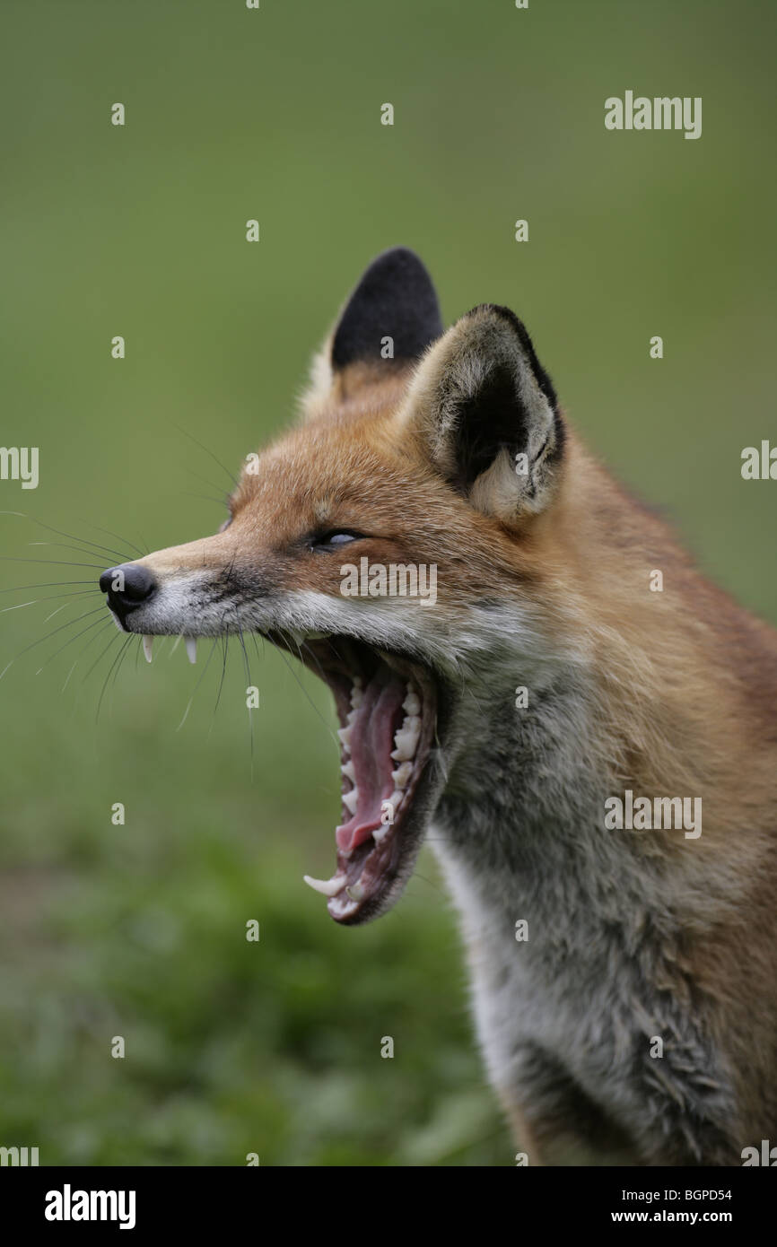 Red fox (c) yawning Stock Photo - Alamy