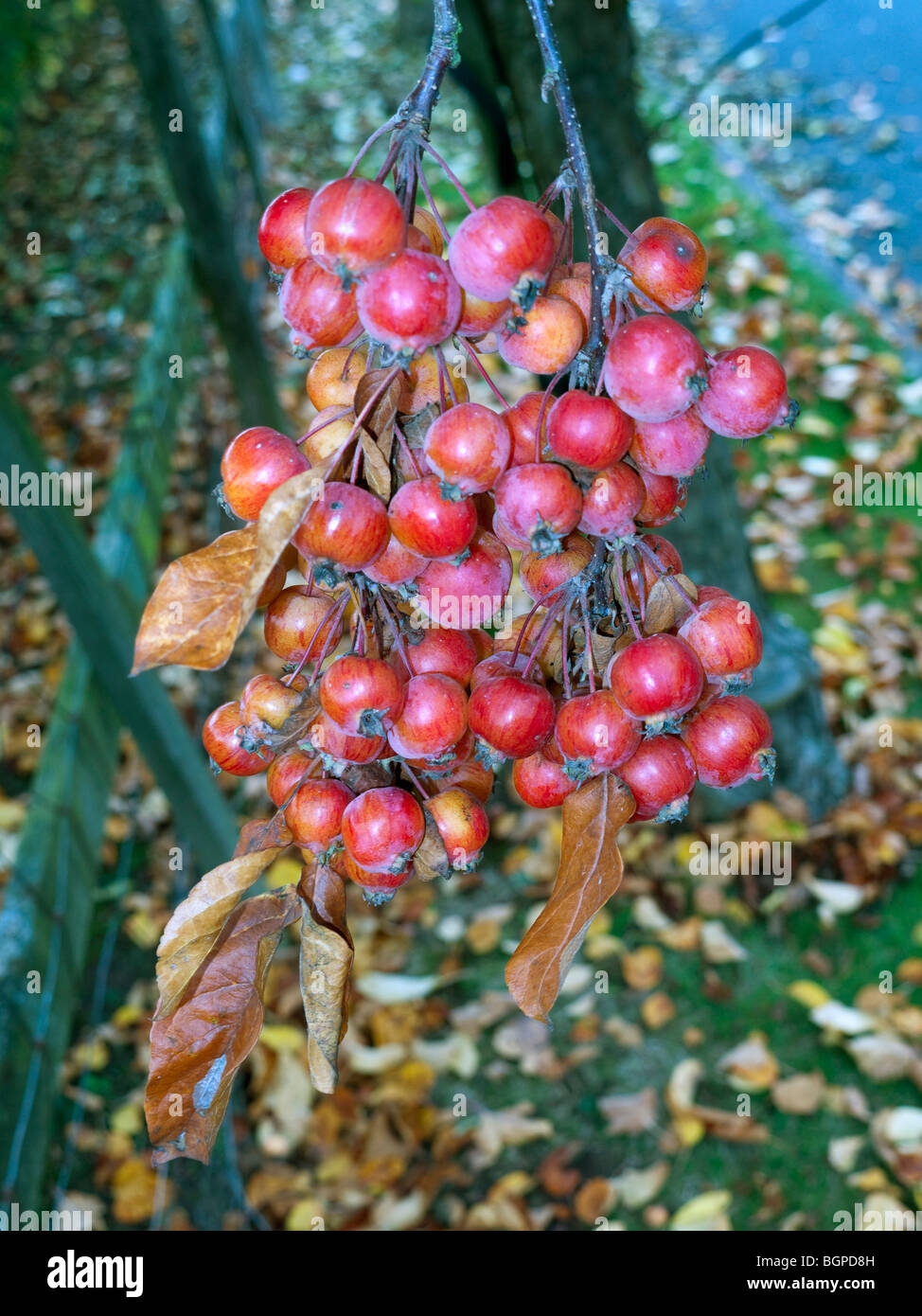 The fruit quince on a tree Stock Photo - Alamy