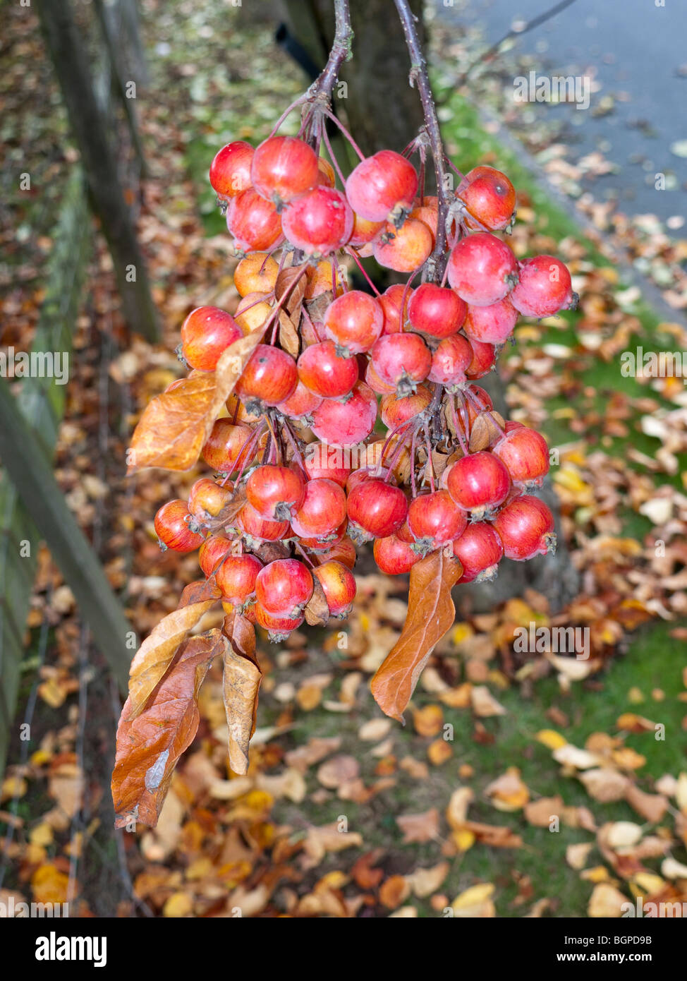 The fruit quince on a tree Stock Photo - Alamy
