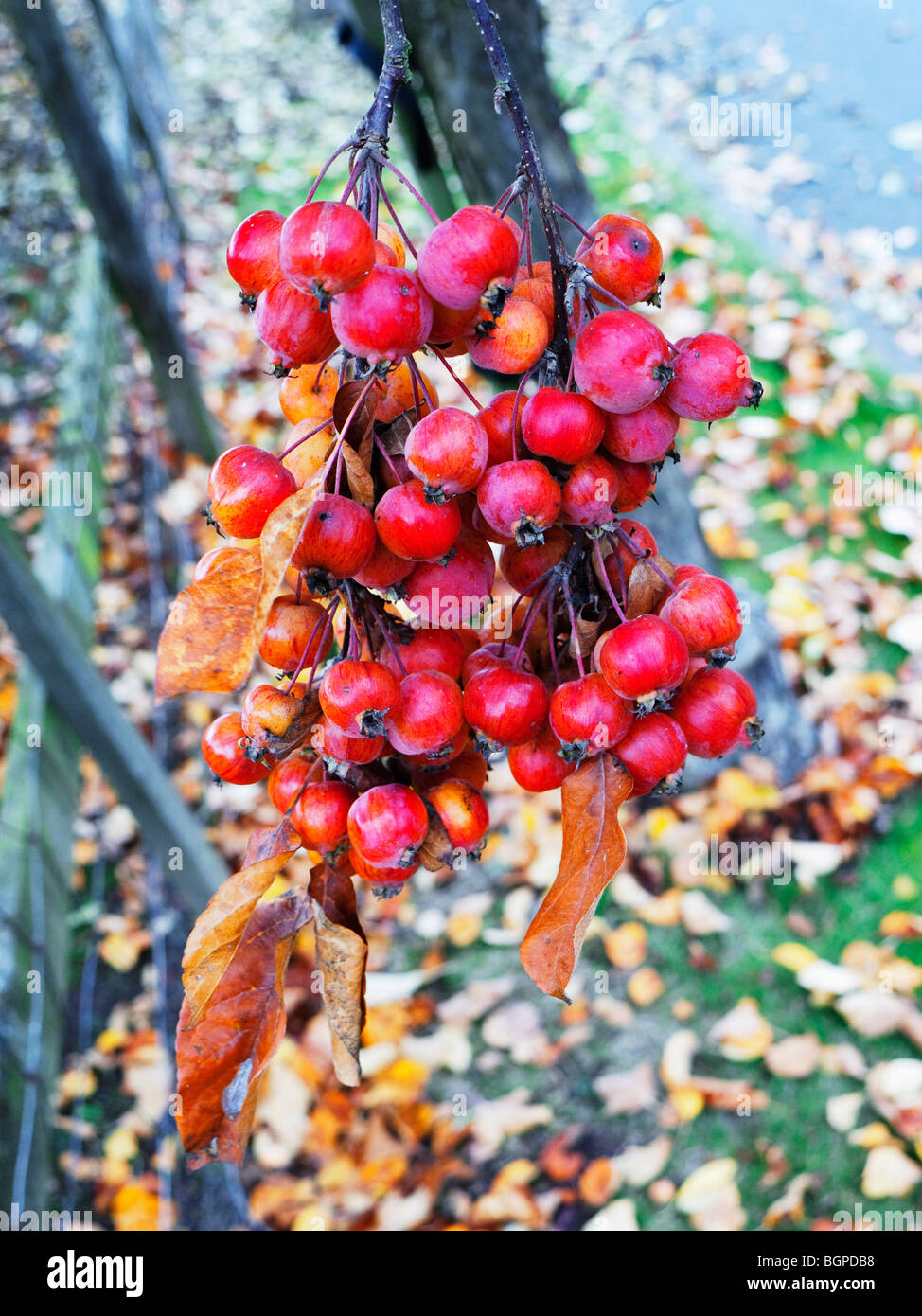 The fruit quince on a tree Stock Photo - Alamy
