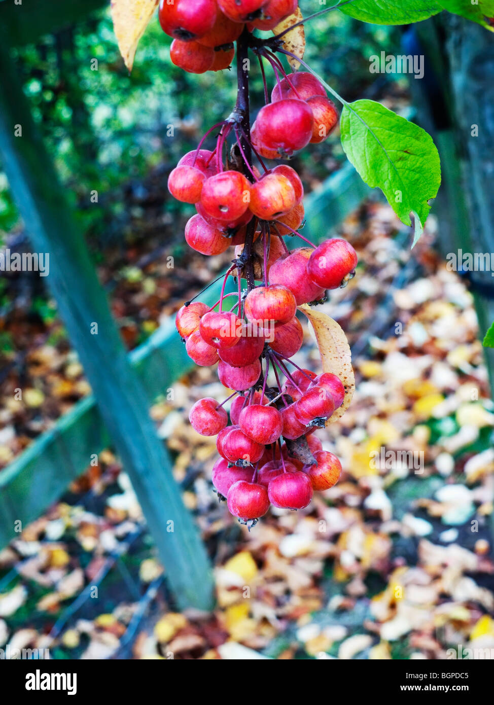 The fruit quince on a tree Stock Photo - Alamy