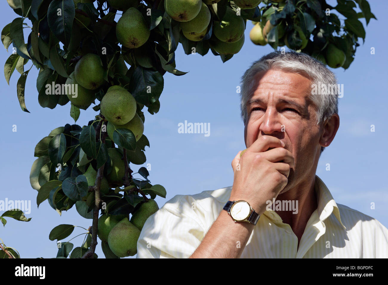 Handsome man eating pear standing below tree in orchard Stock Photo - Alamy