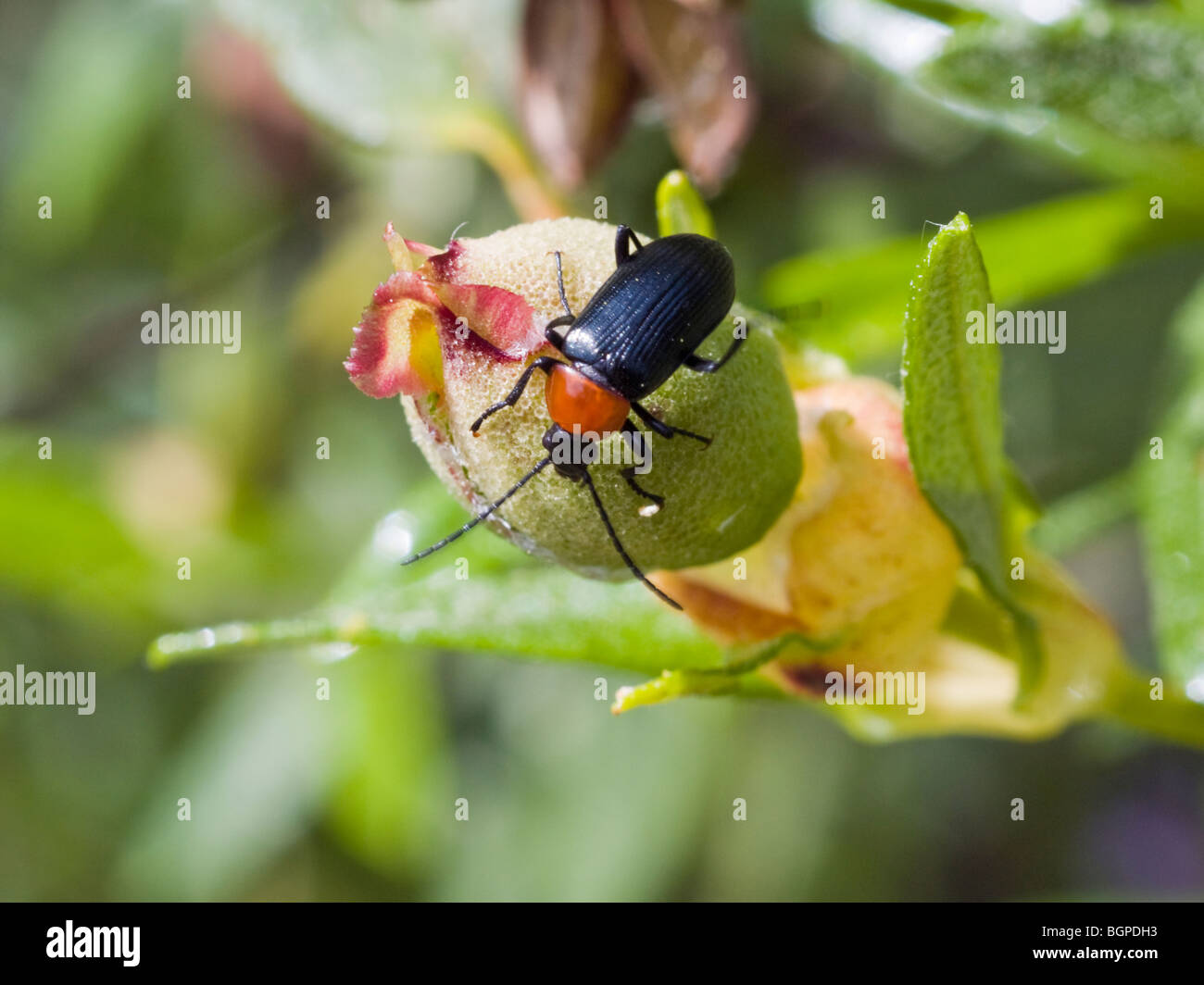 Beetle on bulb Stock Photo - Alamy