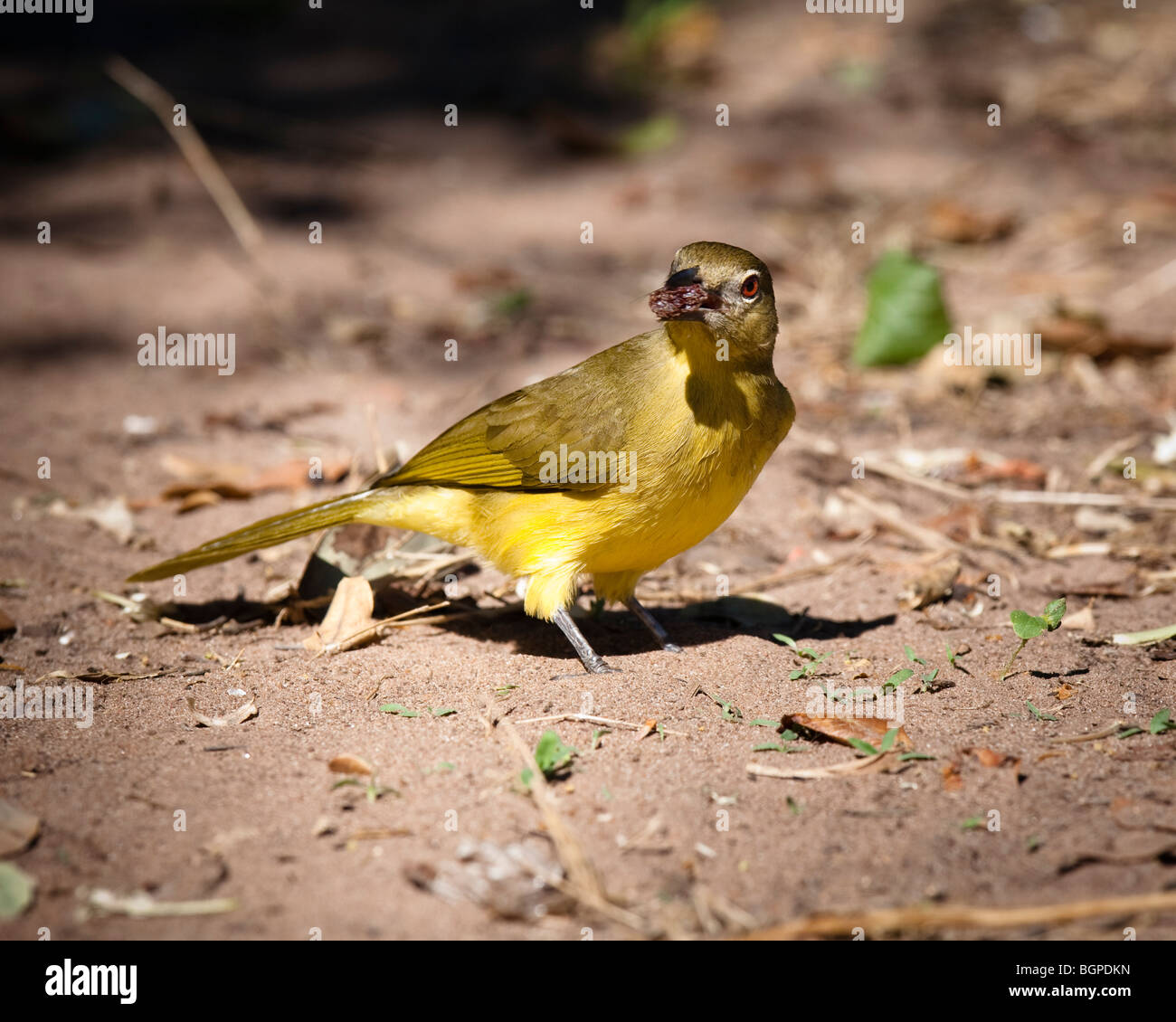 Yellow-bellied bulbul or greenbul (Chlorocichla flaviventris), Botswana ...