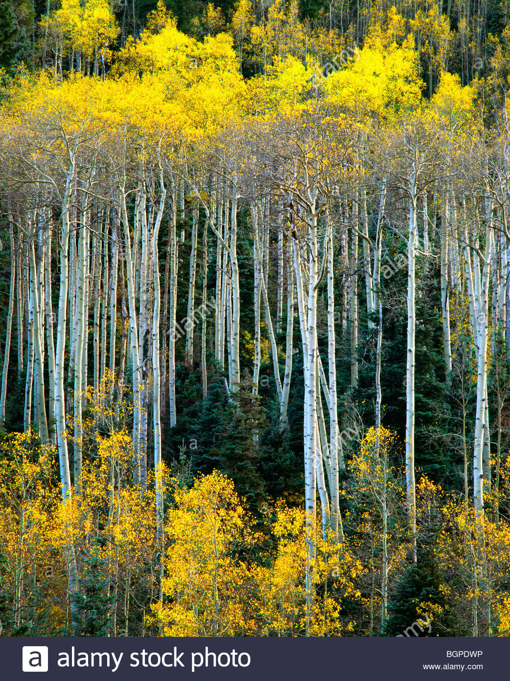 Aspen Trees New Mexico High Resolution Stock Photography and Images - Alamy