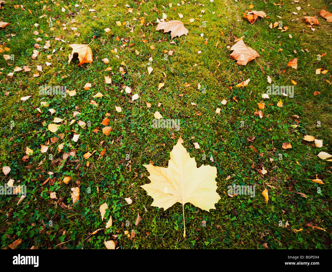 autumn fall season leaf leaves tree trees wood woodland nature death ...