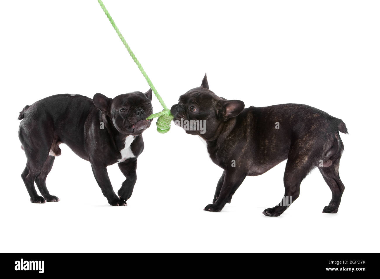 Two french bulldogs Cut Out Stock Images & Pictures - Alamy