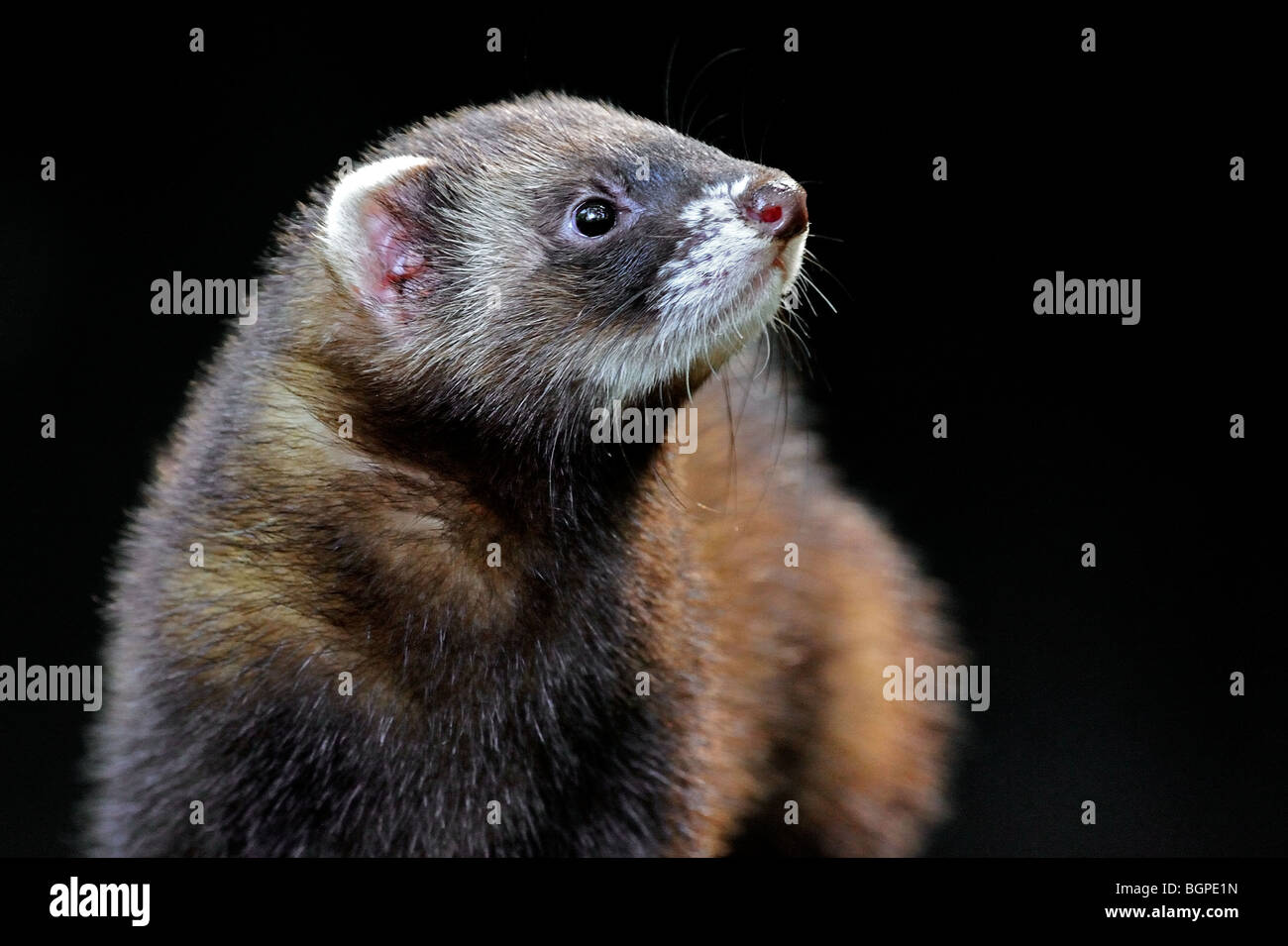 Mustelids predators hi-res stock photography and images - Alamy