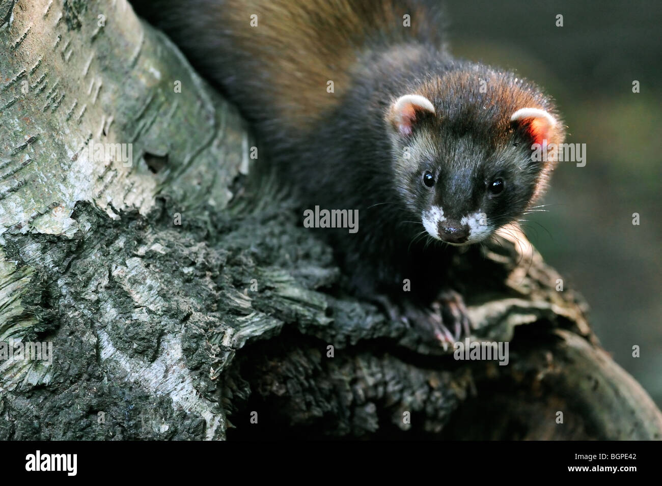 Mustelid hi-res stock photography and images - Alamy