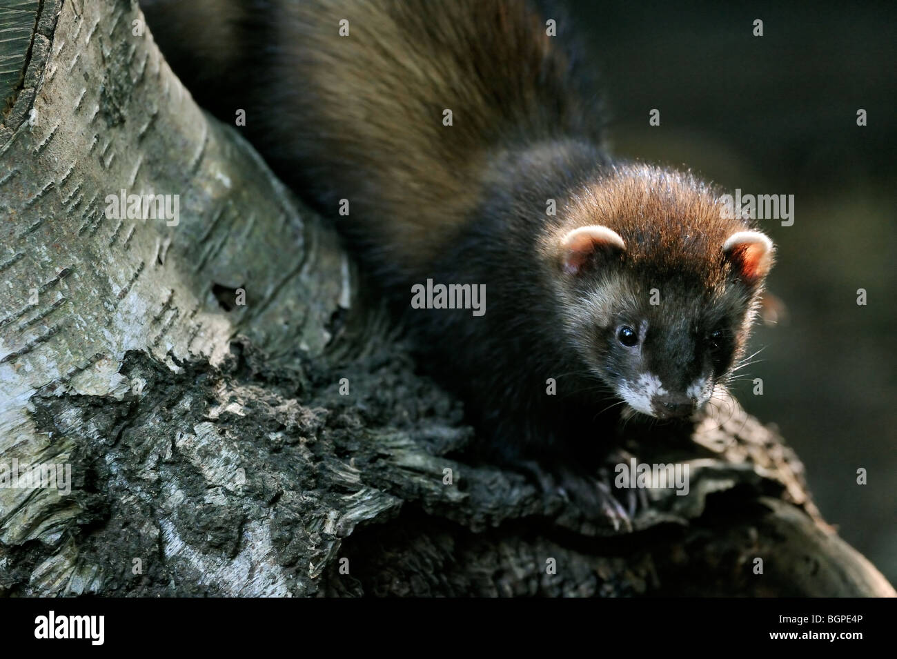 Polecat in uk hi-res stock photography and images - Alamy