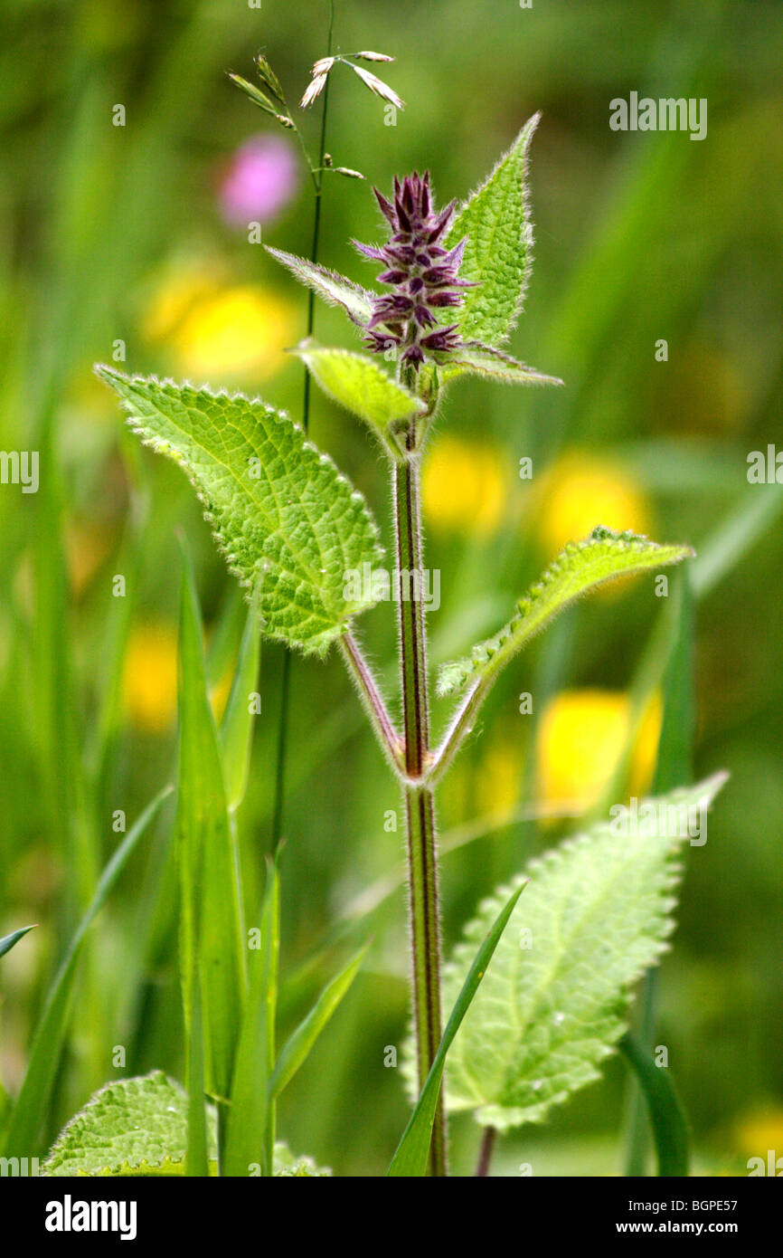 Nettle flower wildflowers Stock Photo - Alamy