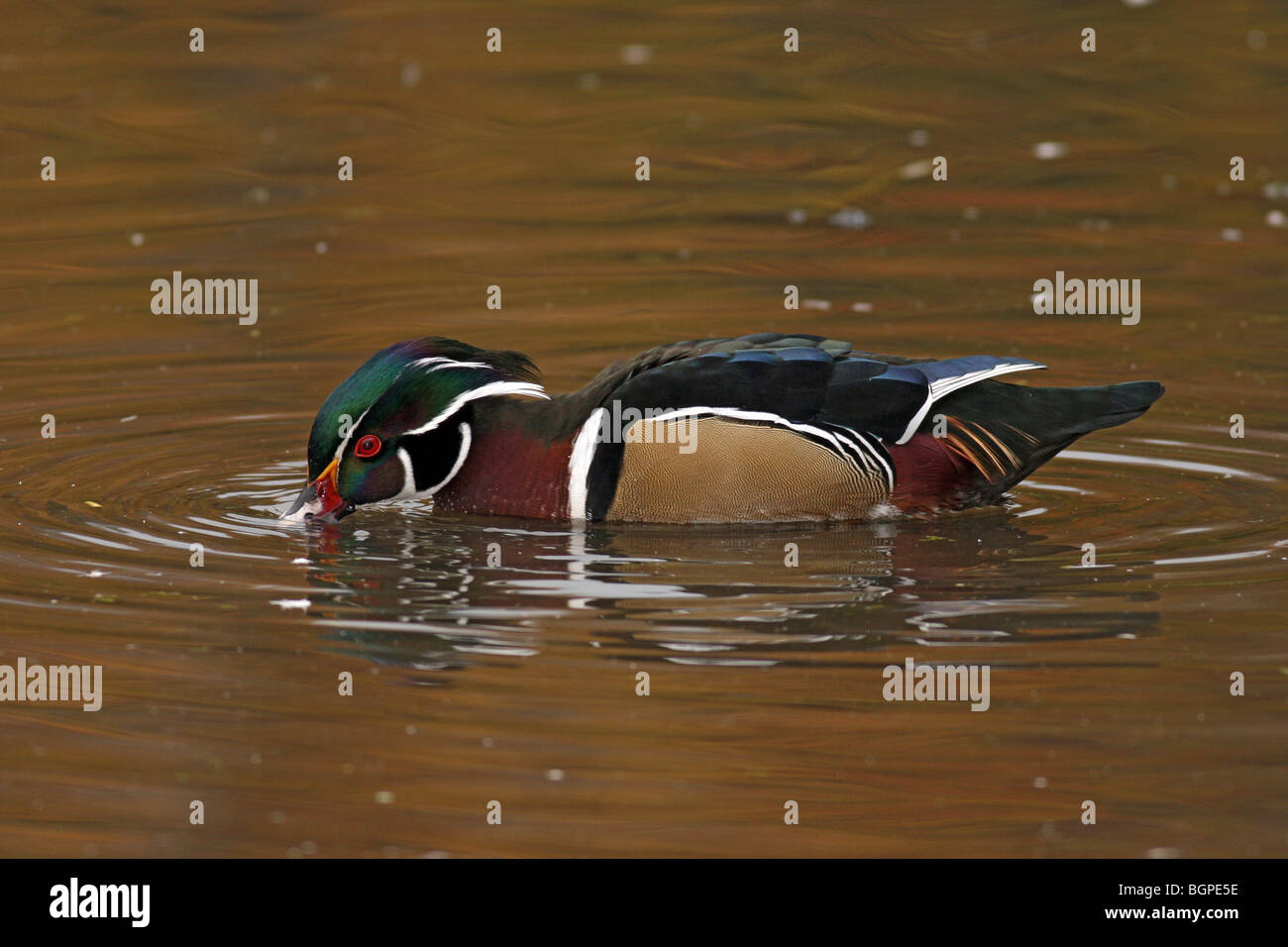 Fishing duck hi-res stock photography and images - Alamy