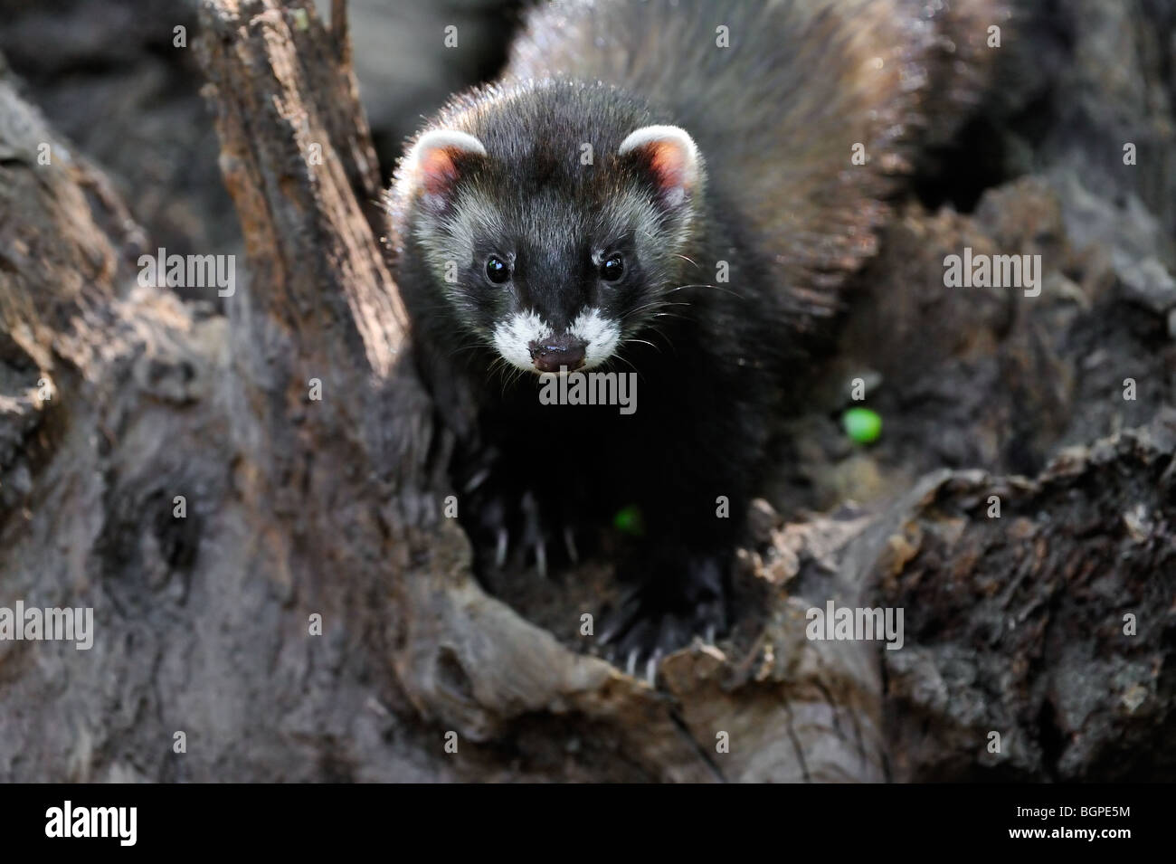 Mustelid hi-res stock photography and images - Alamy