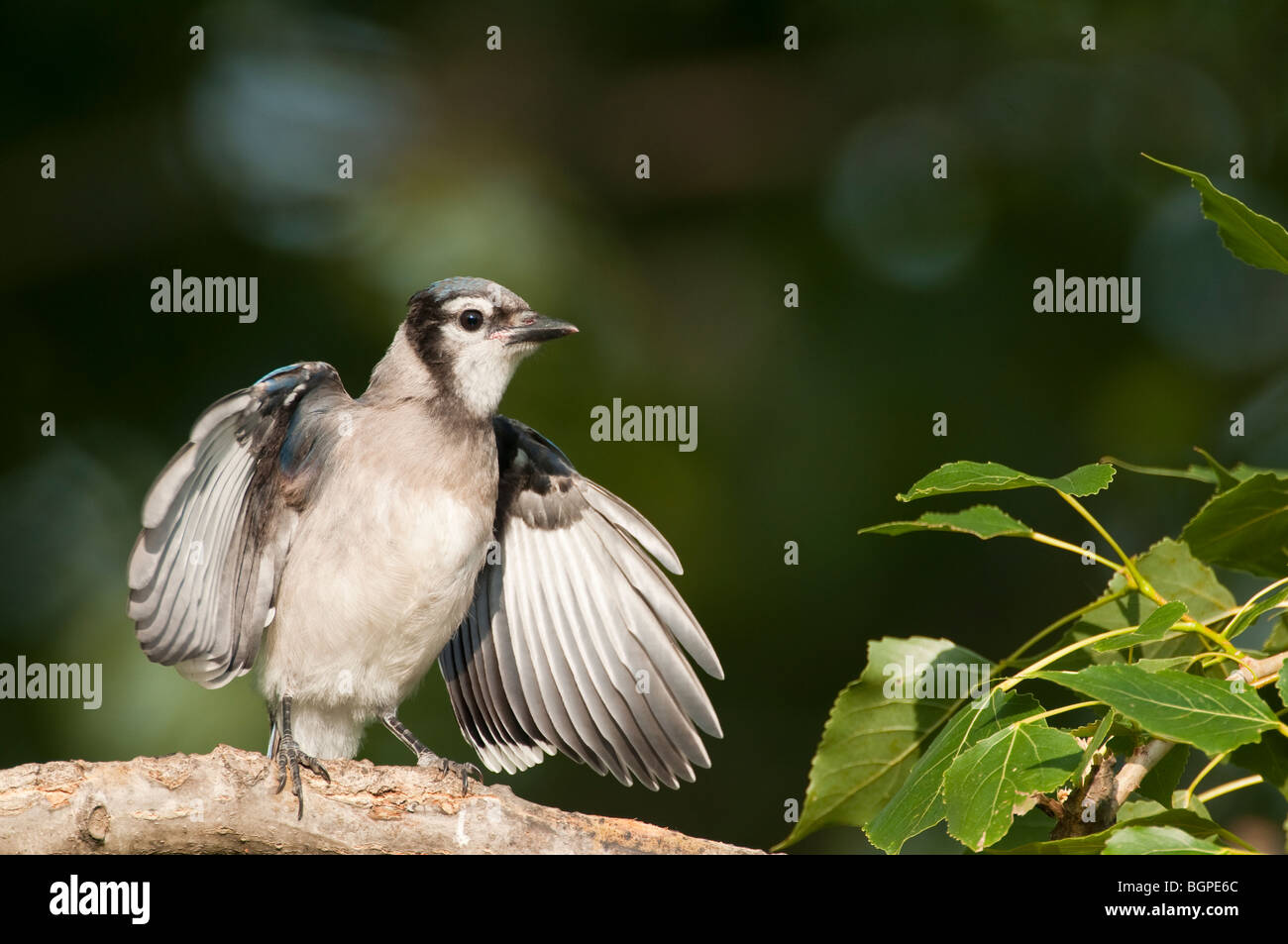 Young jay flapping its wings and begging for food Stock Photo - Alamy
