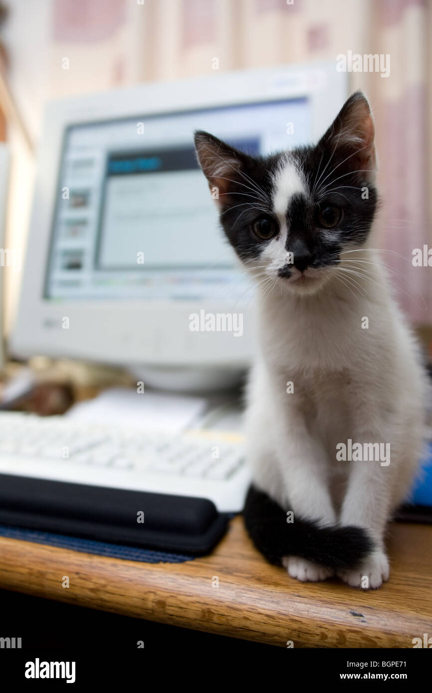 Cat computer mouse hi-res stock photography and images - Alamy