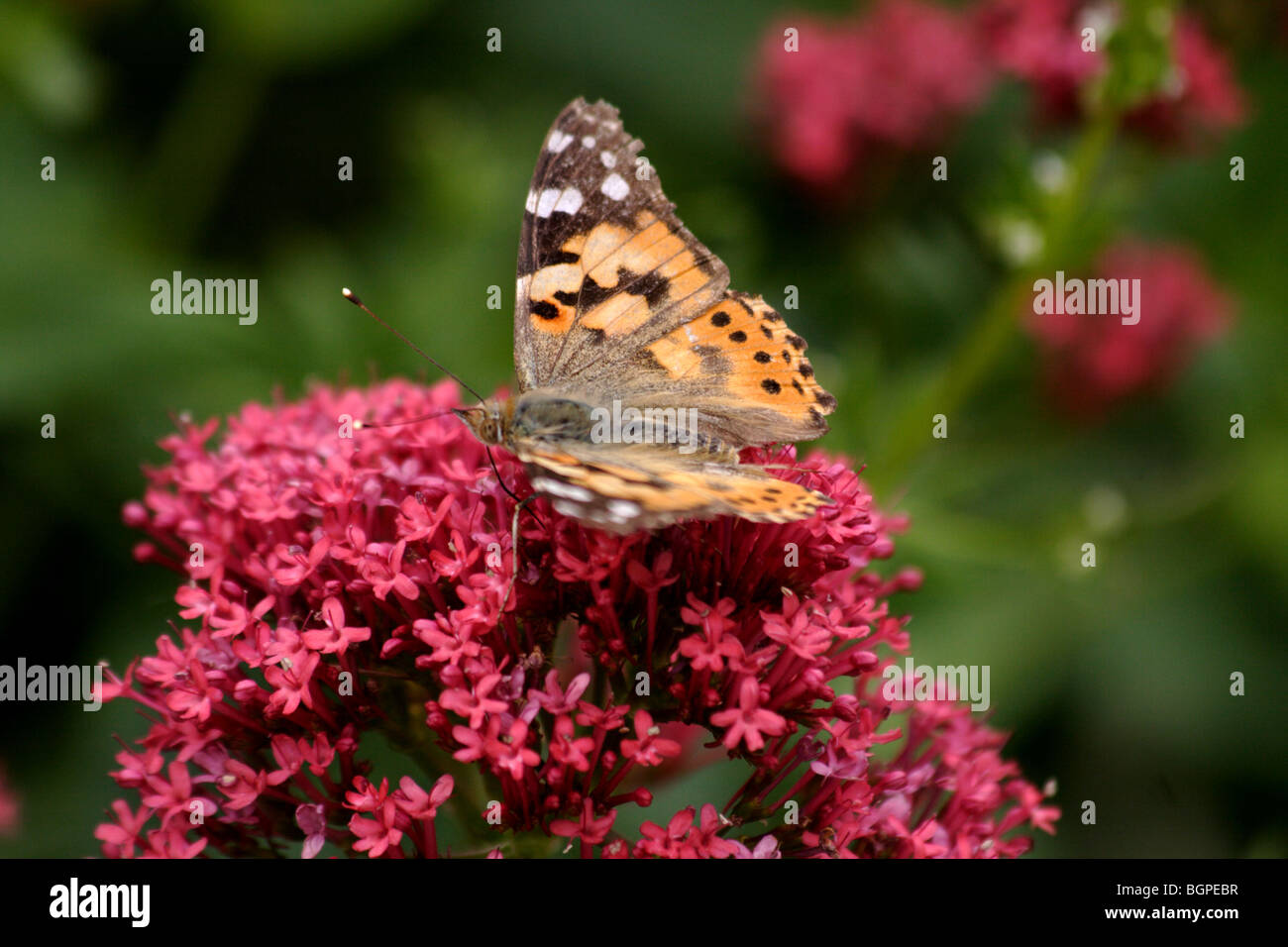 Tortoishell hi-res stock photography and images - Alamy