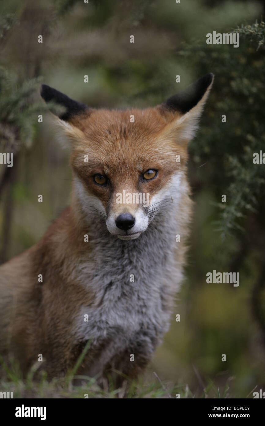 Red fox (c Stock Photo - Alamy