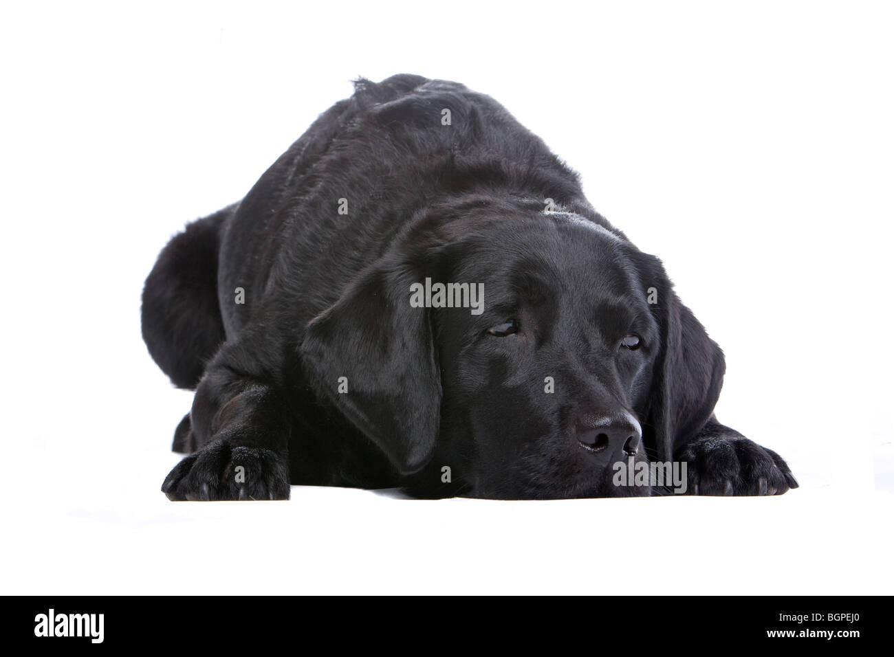 Black Labrador retriever in front of white a background Stock Photo - Alamy
