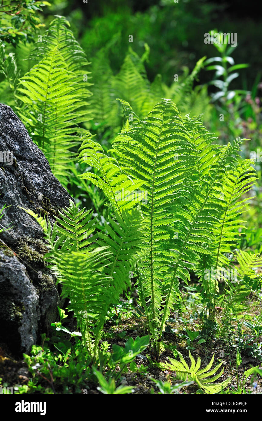 Ostrich fern / Shuttlecock fern (Matteuccia struthiopteris), Germany ...