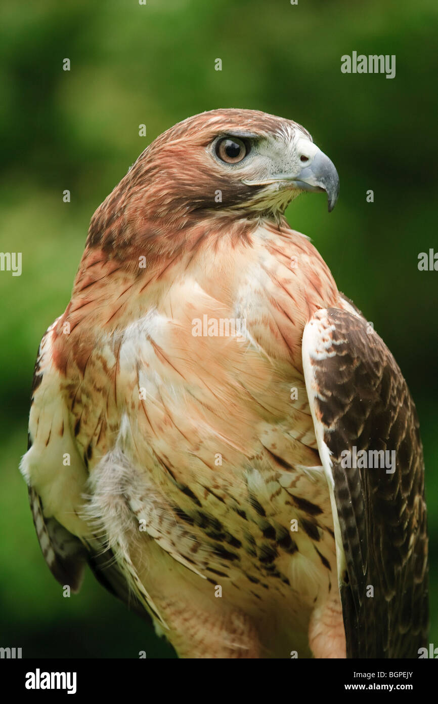 Close up red tailed hawk hi-res stock photography and images - Alamy