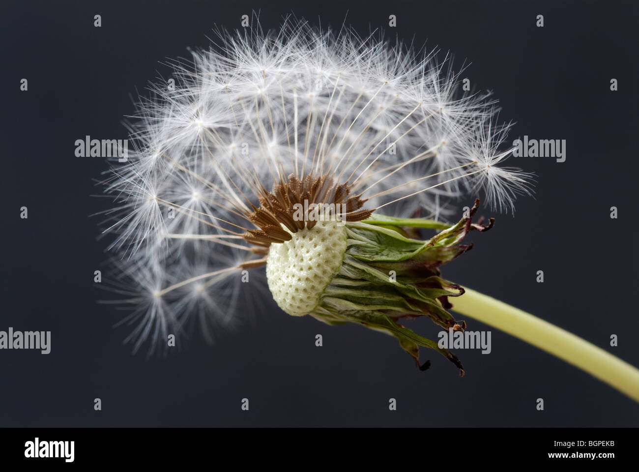 A dying Dandelion losing its seeds Stock Photo - Alamy