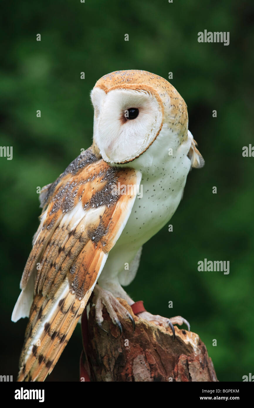 The Barn Owl (Tyto alba Stock Photo - Alamy