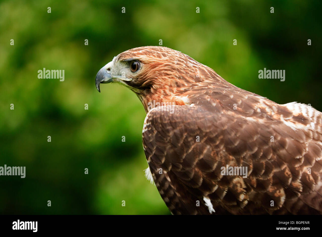 Close up red tailed hawk hi-res stock photography and images - Alamy