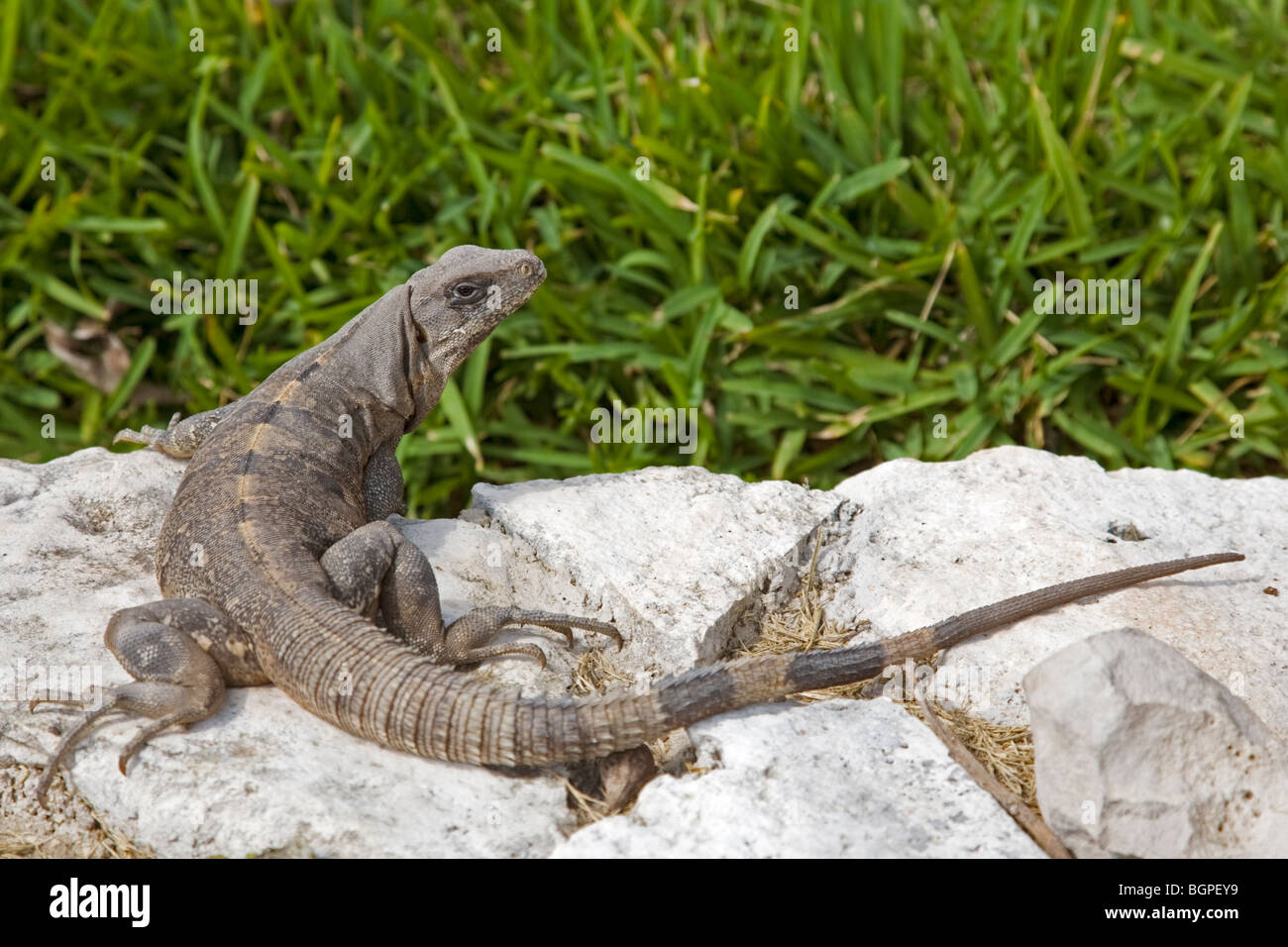 Black Spiny Tailed Iguana Ctenosaura similis sunning at the ruins of ...