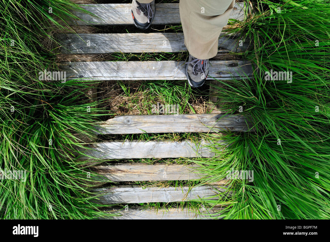 Swamp Bog Wetland Boardwalk High Resolution Stock Photography and ...