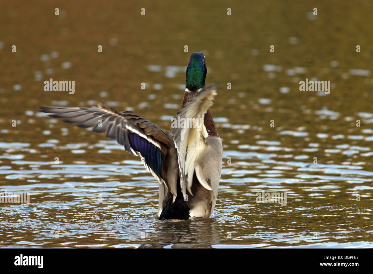 Mallard duck wing flap hi-res stock photography and images - Alamy
