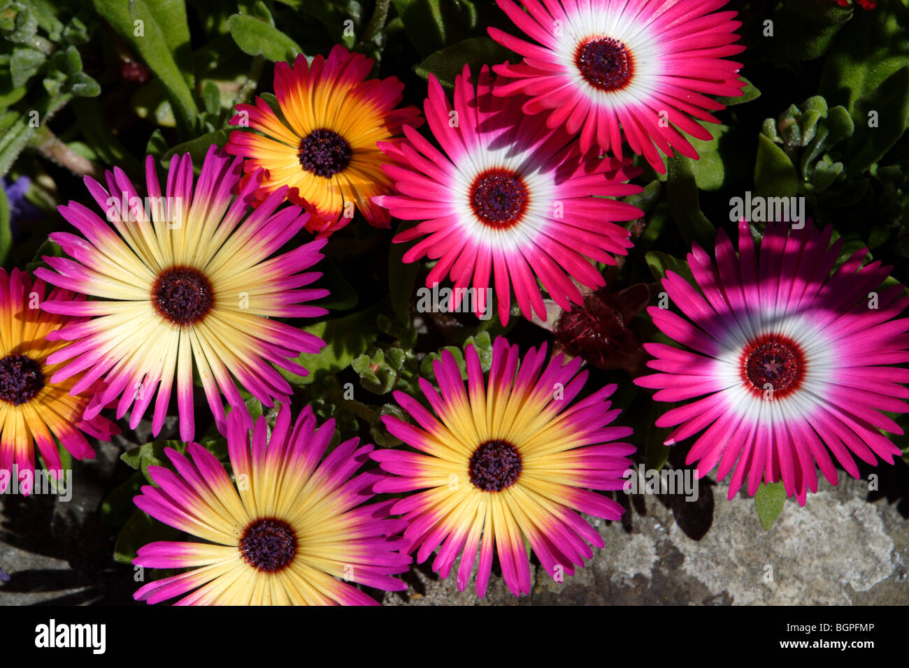 Livingstones hi-res stock photography and images - Alamy