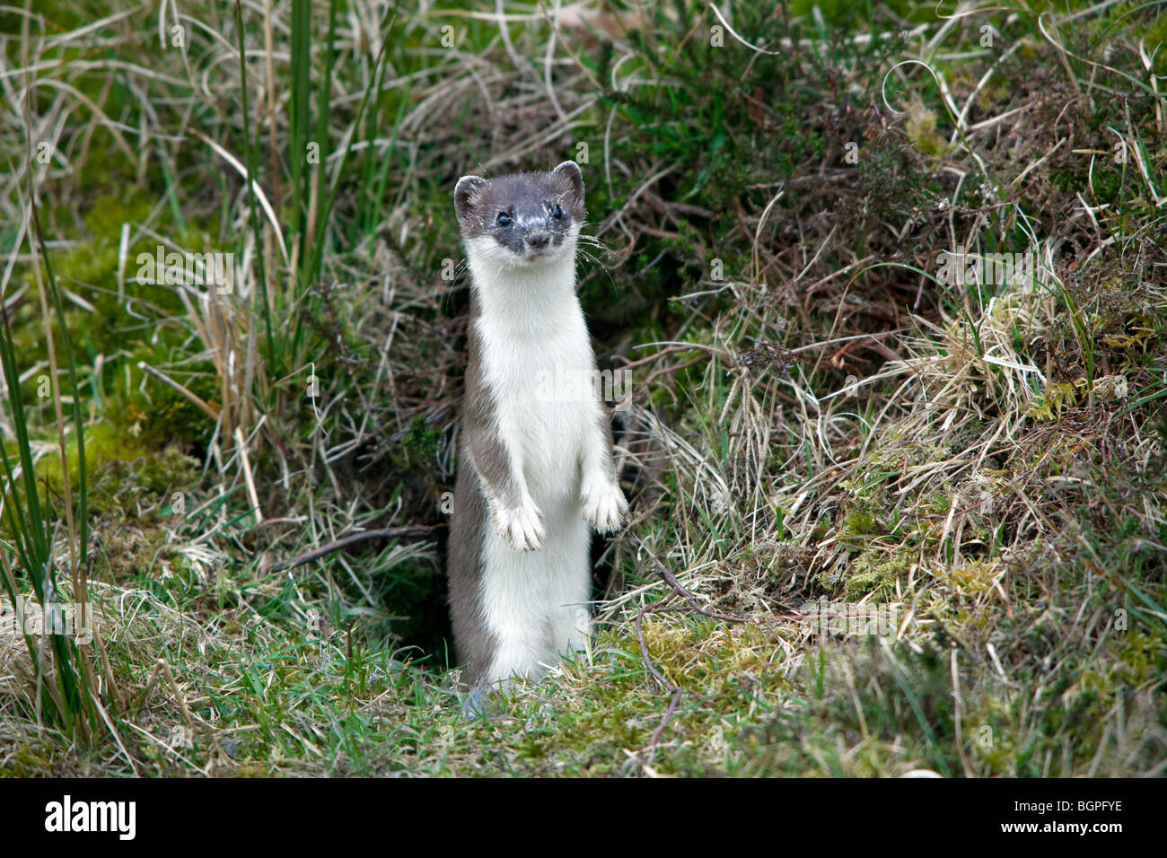 Stoat / ermine / short-tailed weasel (Mustela erminea) in summer coat ...