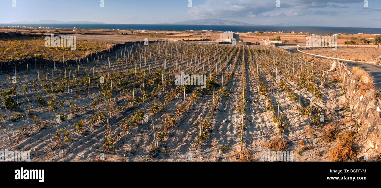 Santorini Grape Vines High Resolution Stock Photography and Images - Alamy