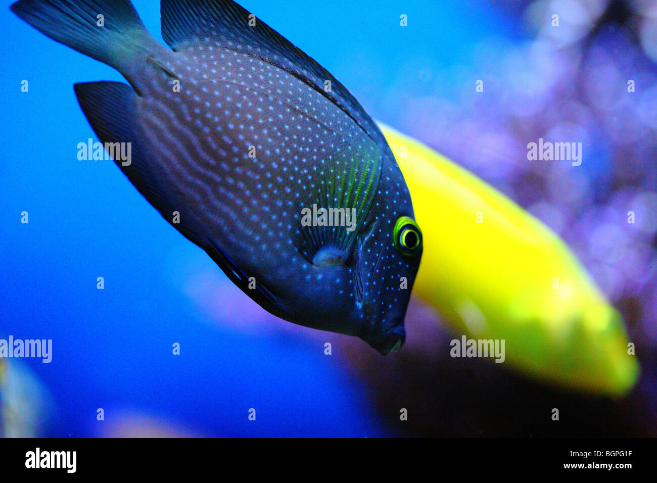 Fish spots hi-res stock photography and images - Alamy
