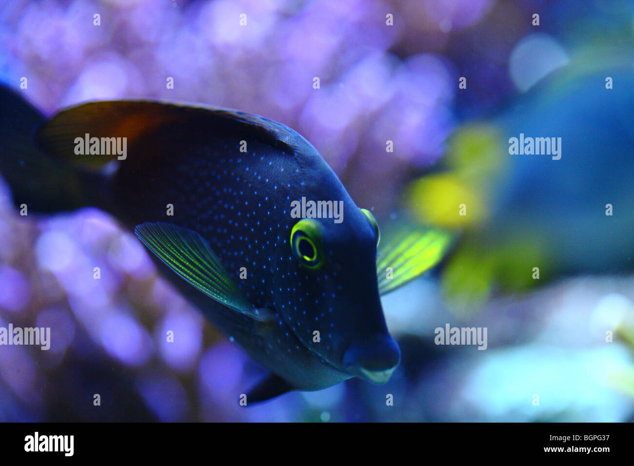 Aquarium fish colourful fish in tank hi-res stock photography and ...