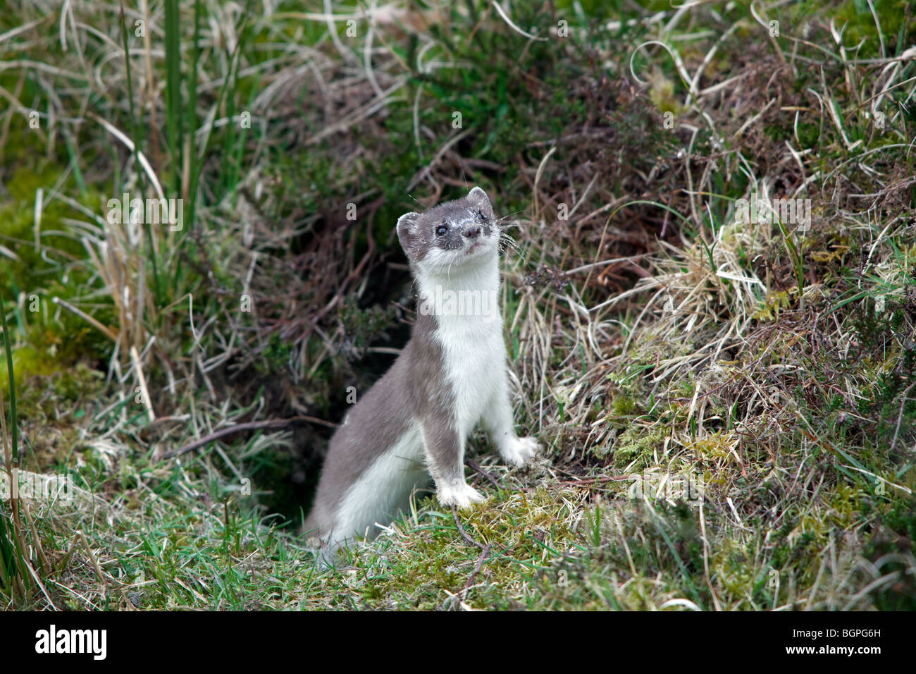 Stoat / ermine / short-tailed weasel (Mustela erminea) in summer coat ...