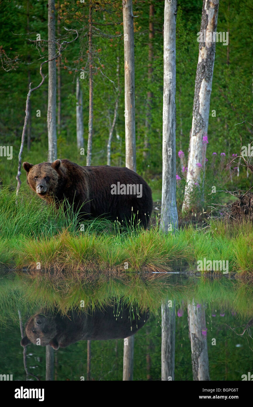 Brown bear (Ursus arctos) foraging along pond in the taiga, Karelien ...