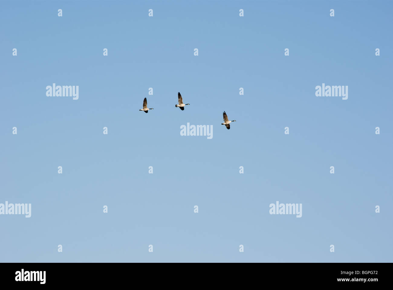 Flying geese hunt hi-res stock photography and images - Alamy