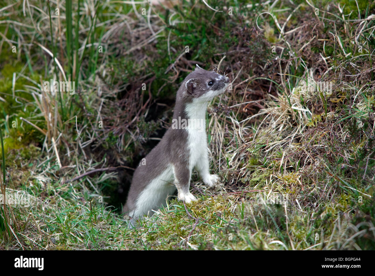 Stoat / ermine / short-tailed weasel (Mustela erminea) in summer coat ...