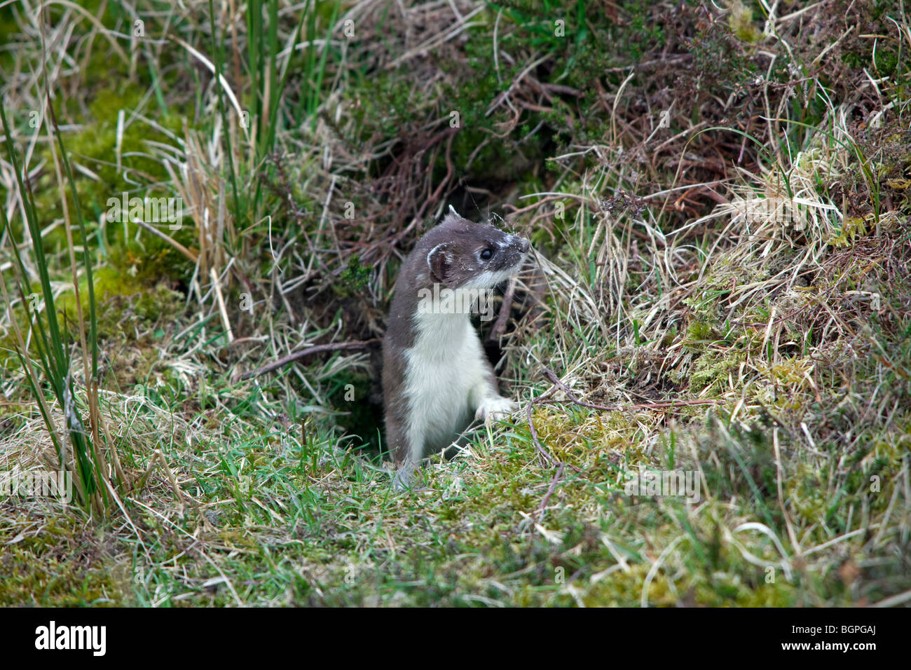 Stoat / ermine / short-tailed weasel (Mustela erminea) in summer coat ...